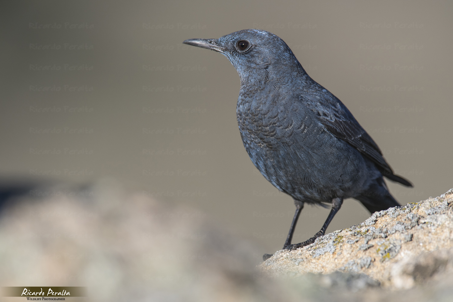 Ricardo Peralta. Fotógrafo de Naturaleza: Roquero Solitario (Monticola ...