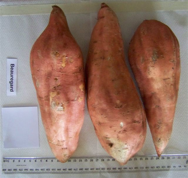 Malum Nalu: Young Papua New Guinea scientist uncovers huge untapped ...