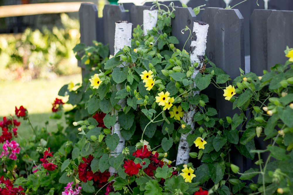 2017 - Muslin and Merlot