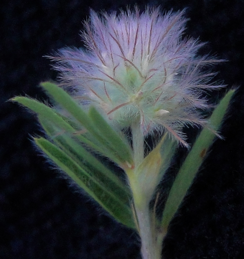 Slatsz' Wildflower Walks 2012 - two: July 17, 2012 - white knapweed ...