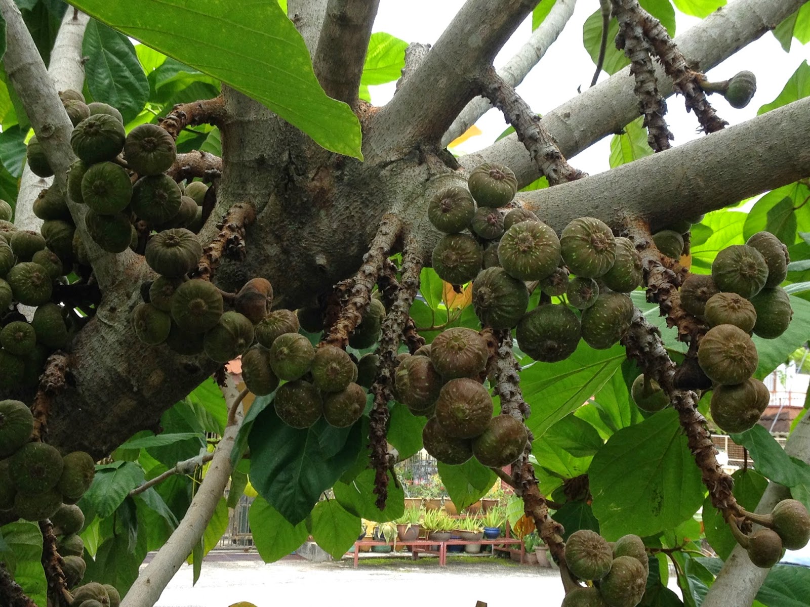 Swiftlet Farming: Million Dollars A Year Income Potential.: A Very ...