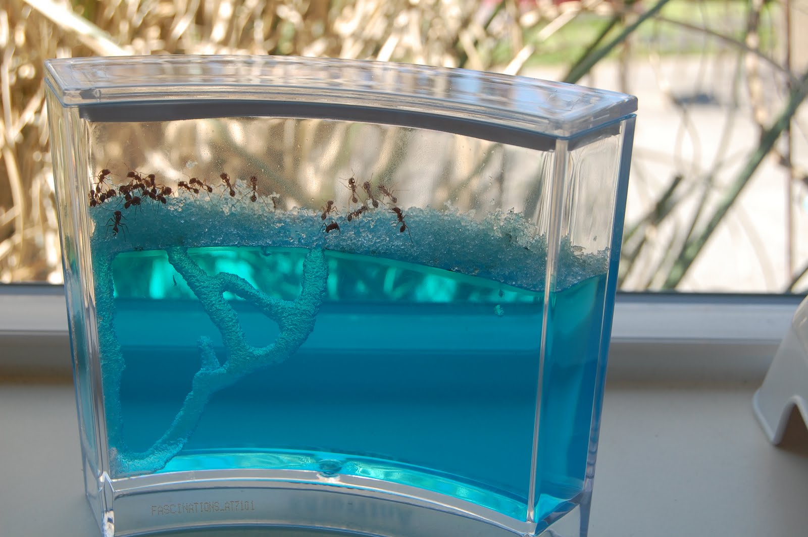 Our Creative Day: Ants