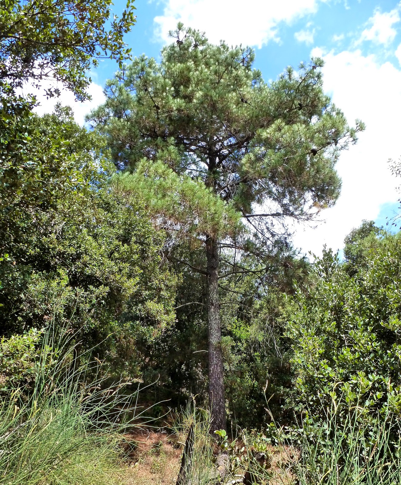 Árboles con alma: Pino rodeno. Pino marítimo. Pinastre. (Pinus pinaster)