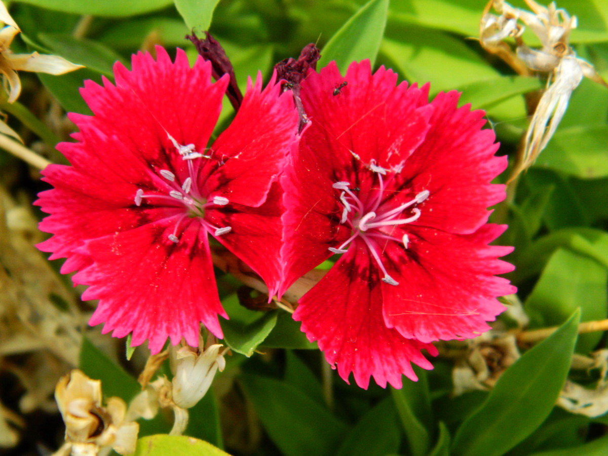 LA MULTI ANI, ROMANIA!: Garofite pitice