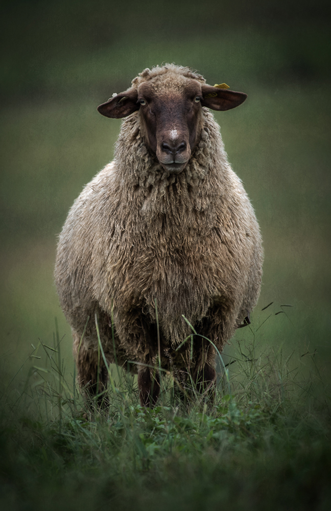 Dan Routh Photography: Single Sheep