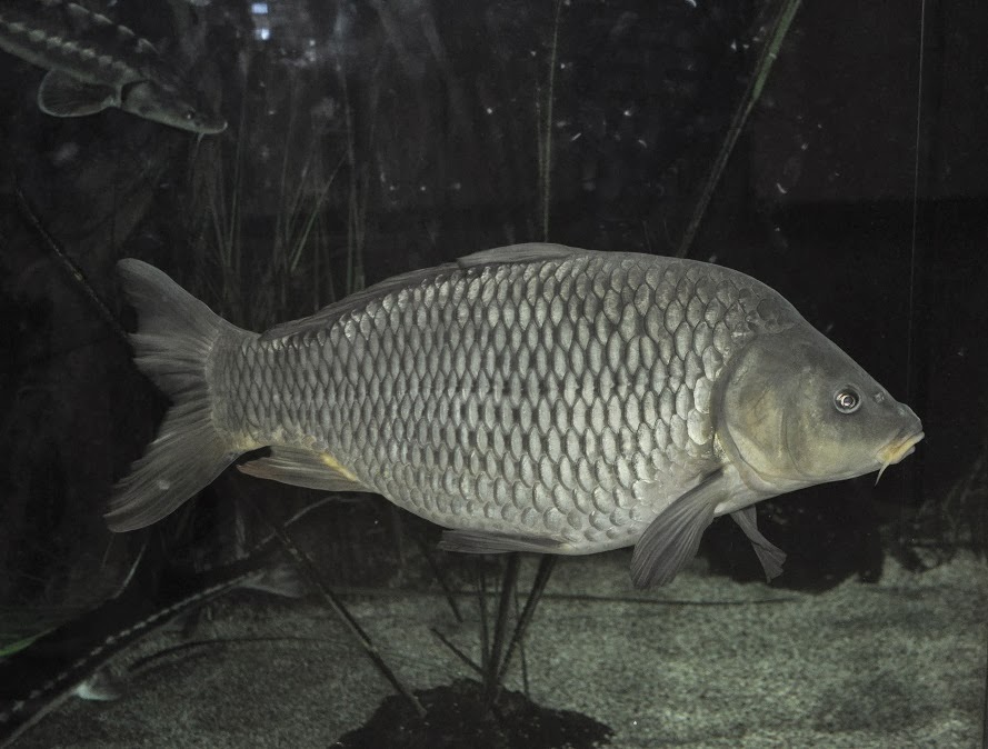 ZOOTOGRAFIANDO (MI COLECCIÓN DE FOTOS DE ANIMALES): CARPA COMÚN ...