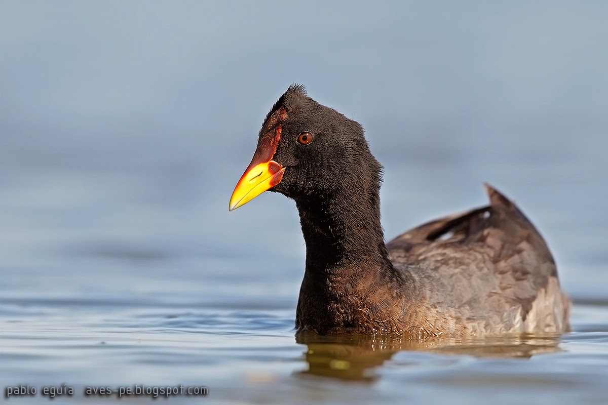 mis fotos de aves: Fulica rufifrons Gallareta Escudete Rojo Red-fronted ...