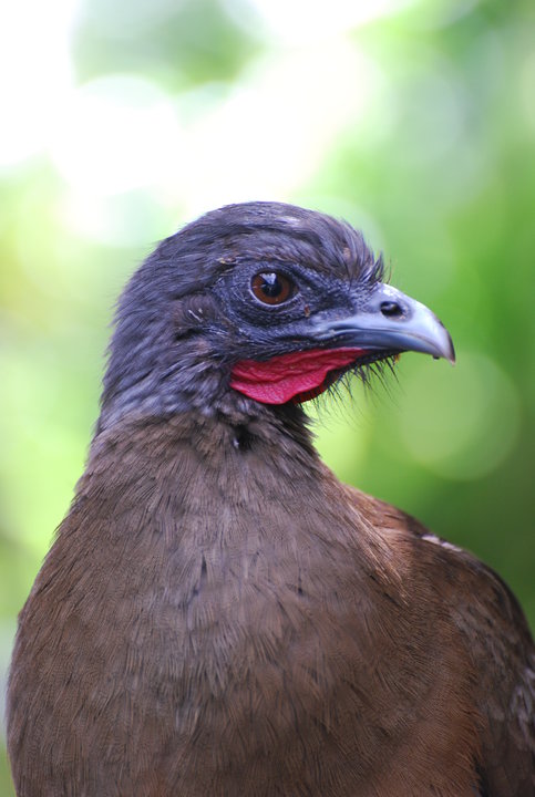 AVES DE VENEZUELA Y EL MUNDO pedro romero ramos: Guacharaca (Ortalis ...