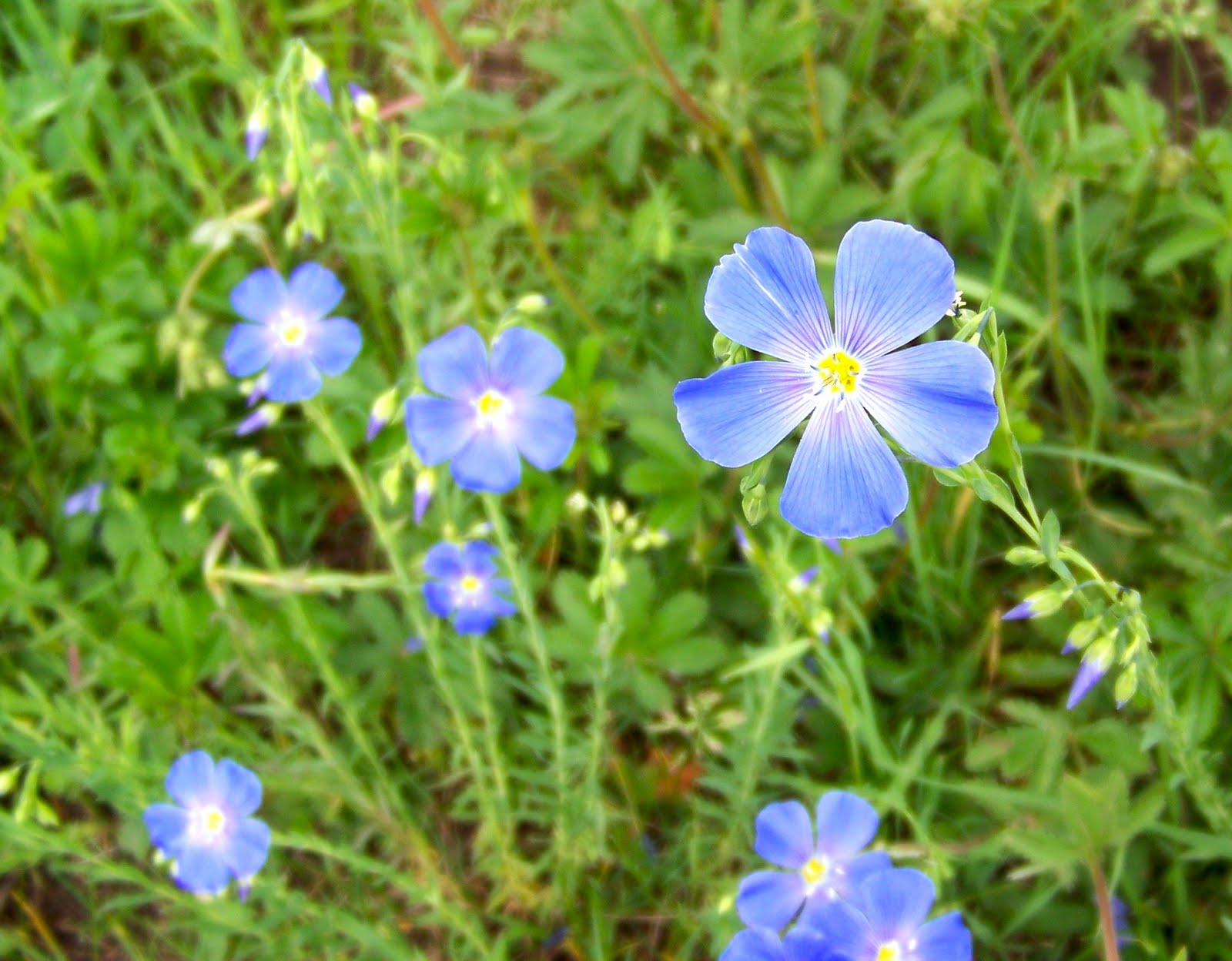 Our Nature: The Flowers at the Maroon Bells