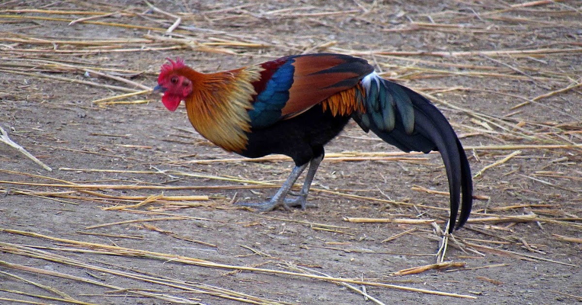 Mis imágenes de aves: NUESTRO FAMILIAR GALLO BANKIVA