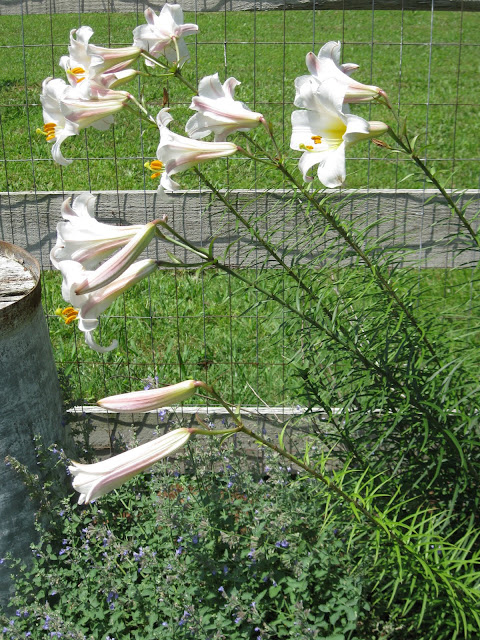 little augury: ...lily, lily,