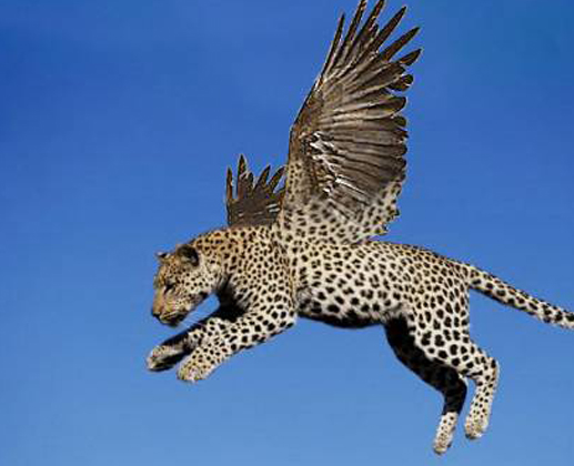 Dunia Dalam Gambar: I Believe I Can Fly (Part 1)