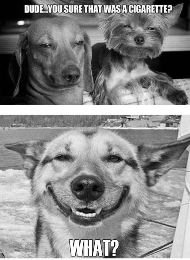 Funy Pic For You: Yeah, Sure, Dog! - Cigarette