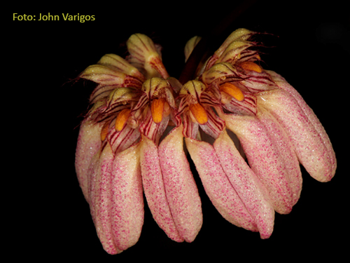Grupo Orquideófilo del Norte Santafesino: Bulbophyllum roxburghii