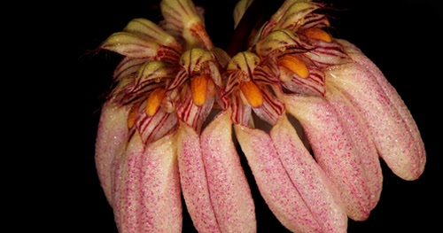 Grupo Orquideófilo del Norte Santafesino: Bulbophyllum roxburghii