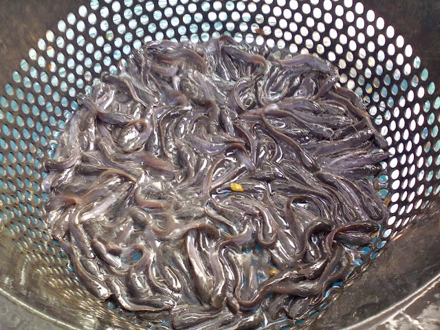 PENTINGNYA SELEKSI BENIH IKAN LELE | Media Penyuluhan Perikanan