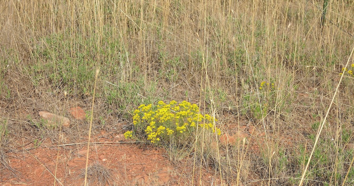 A Wandering Botanist: Plant Story--Broom Snakeweed, Gutierrezia ...