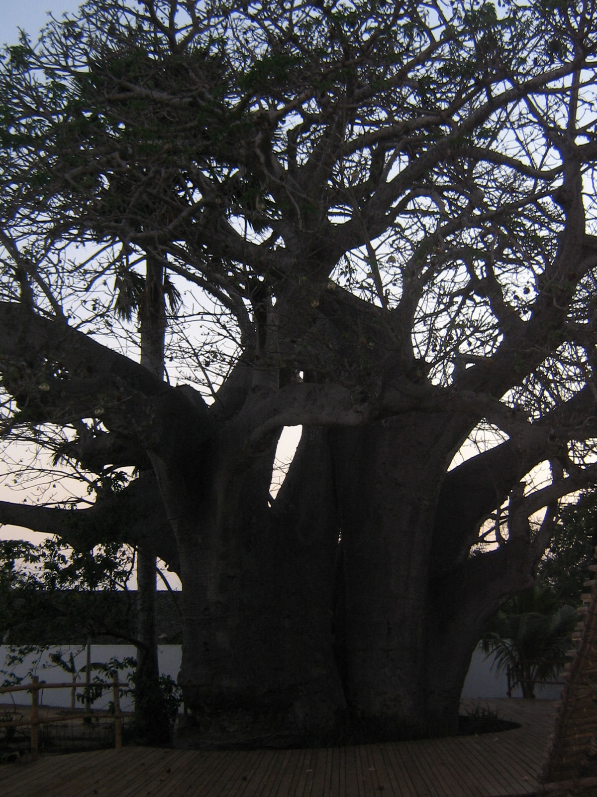 O embondeiro | Cova do Urso