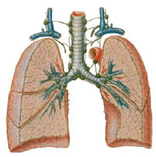 Les cancers broncho-pulmonaires - la radiologie