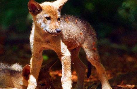 Red Wolf