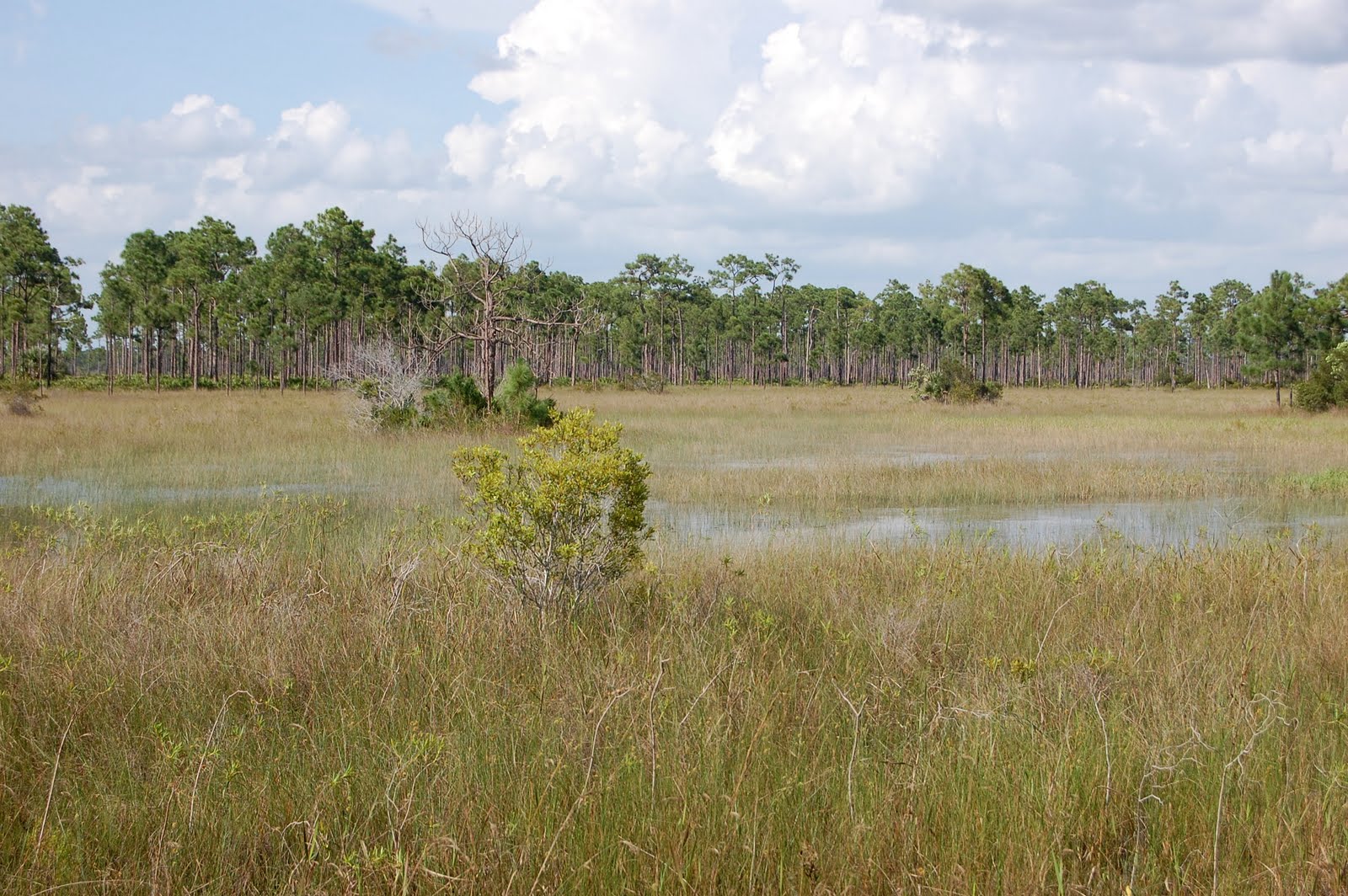Field Notes and Photos: Tucker's Grade: Landscapes in Florida's Wet Prairie
