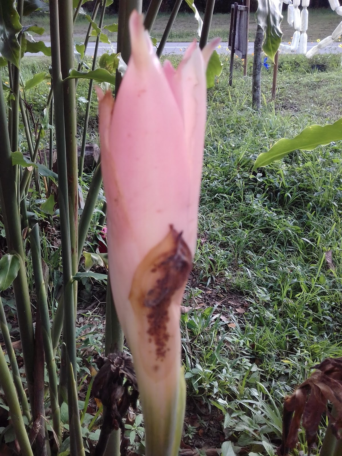 Izymade Borneo: PERBEZAAN ANTARA POKOK KANTAN DAN POKOK TUHAU