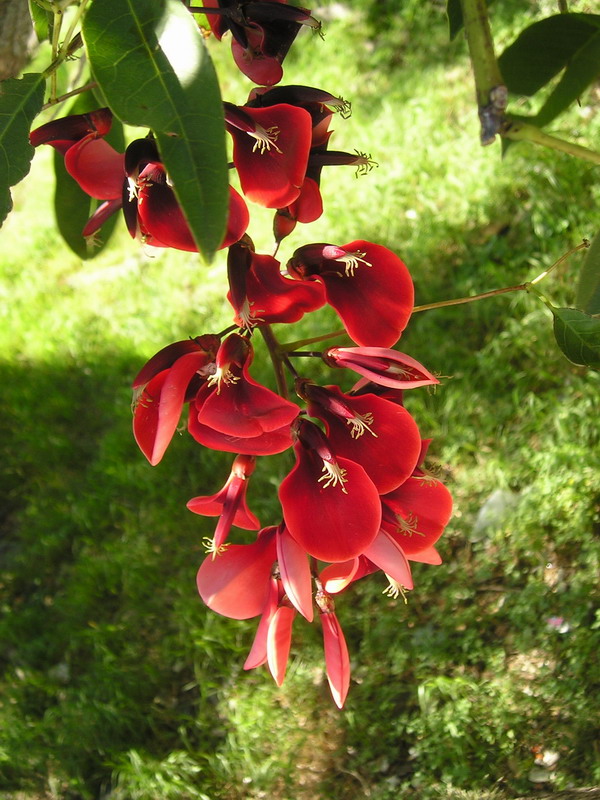 No viviendo en un mundo vivo: Ceibo