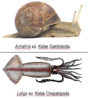 Filum Mollusca - BELAJAR BIOLOGI