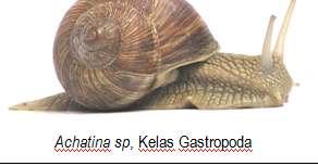 Filum Mollusca - BELAJAR BIOLOGI