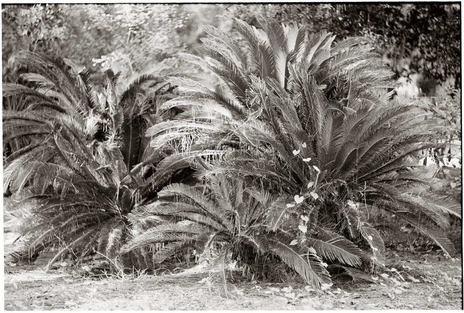 Valdosta in Film: Kentmere 400 in Rodinal, 1:50, plus some new lenses ...