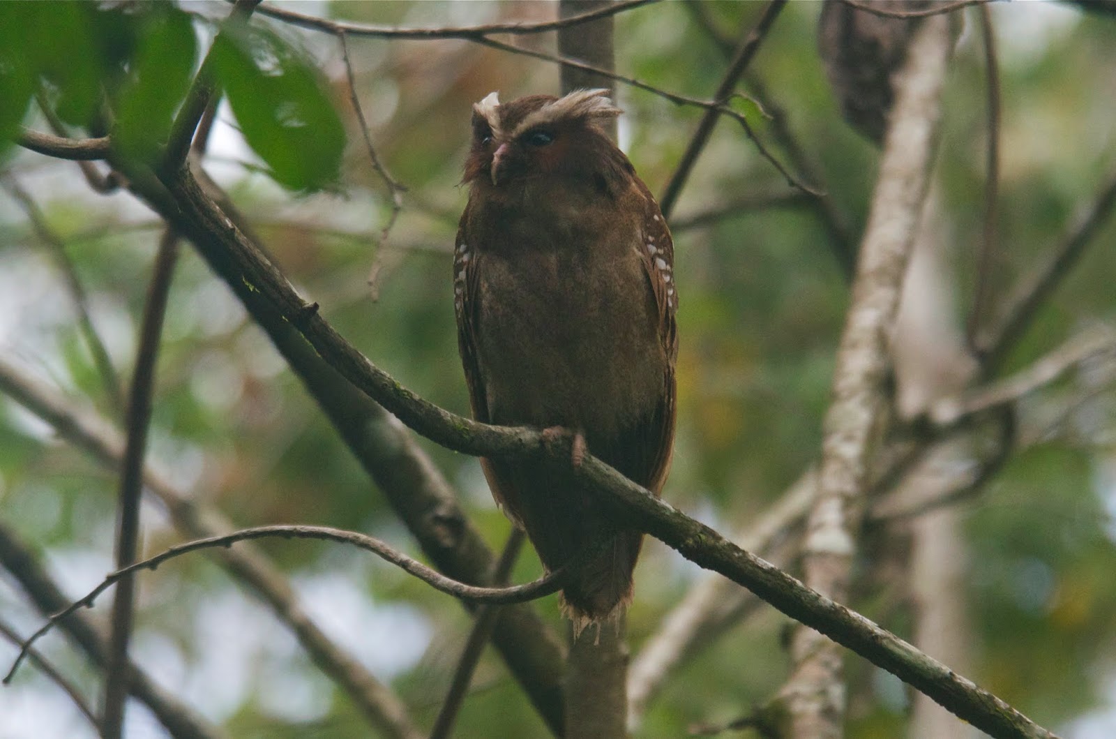 Jan Axel's Blog: Bird of the Month: Crested Owl