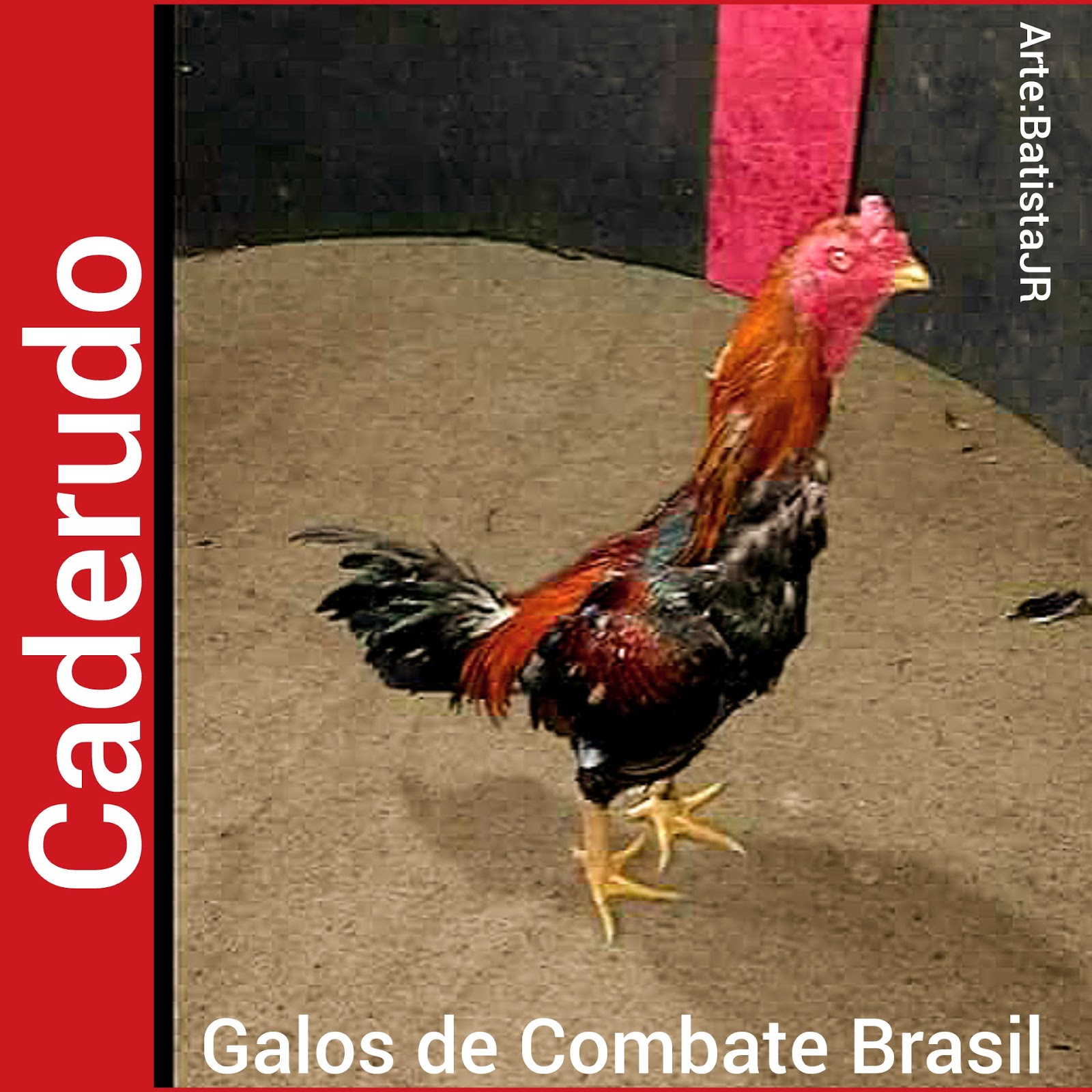 GALOS DE COMBATE BRASIL #2021: UM DOS GALOS MAIS FAMOSOS DO BRASIL