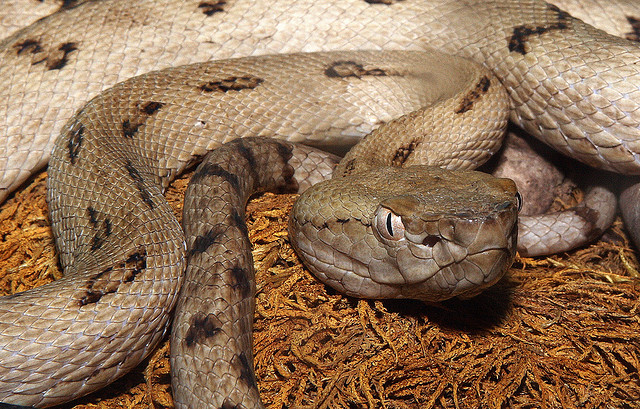 Tokara Habu Snake | Snakes