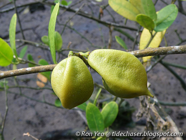 tHE tiDE cHAsER: Mangrove Lime (Merope angulata)
