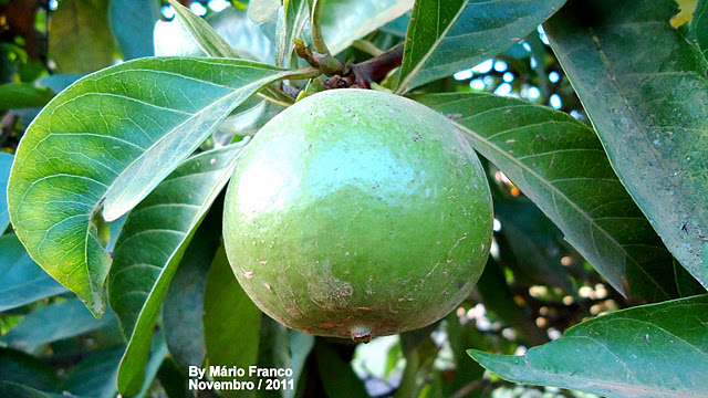 Meu Cantinho Verde: PURUÍ, MARMELADA-BOLA - ( Alibertia edulis )