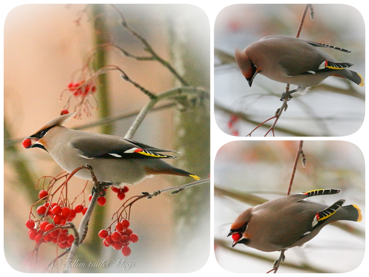 Joulukuun lintukuvat 3