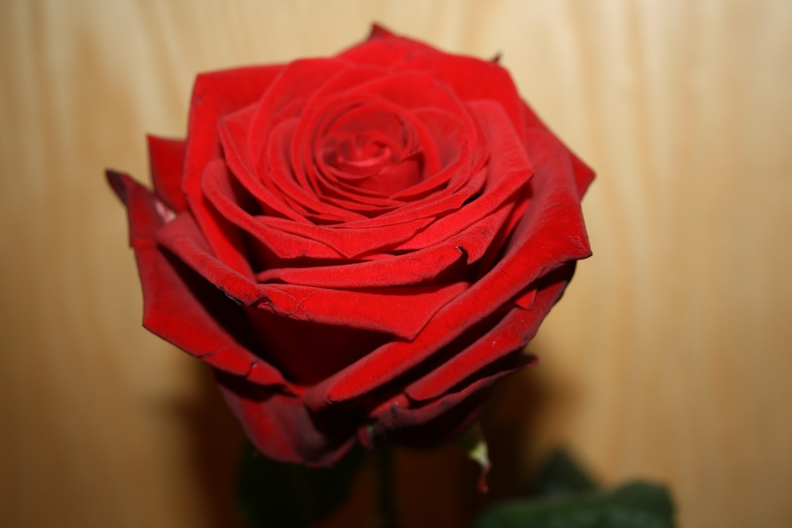 Sarah Naden [Graphic Design]: Natural Forms