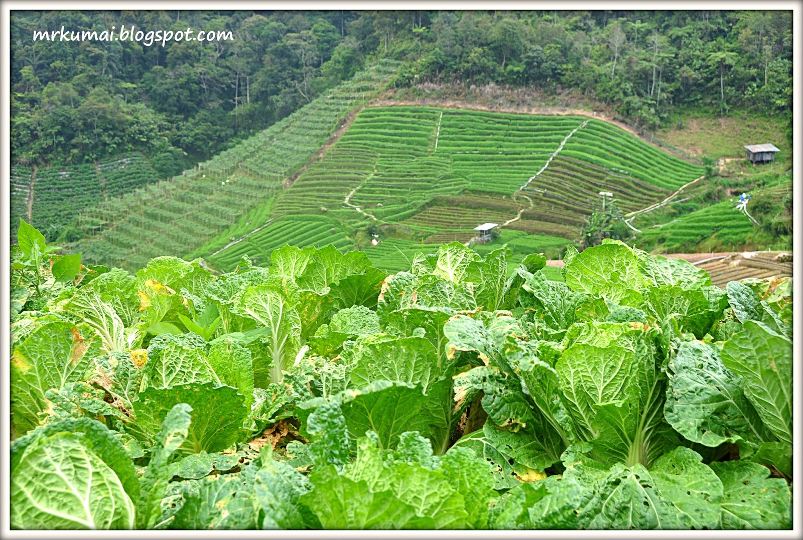 mrkumai.blogspot.com: Kebun Kubis Bunga di Cameron Highlands
