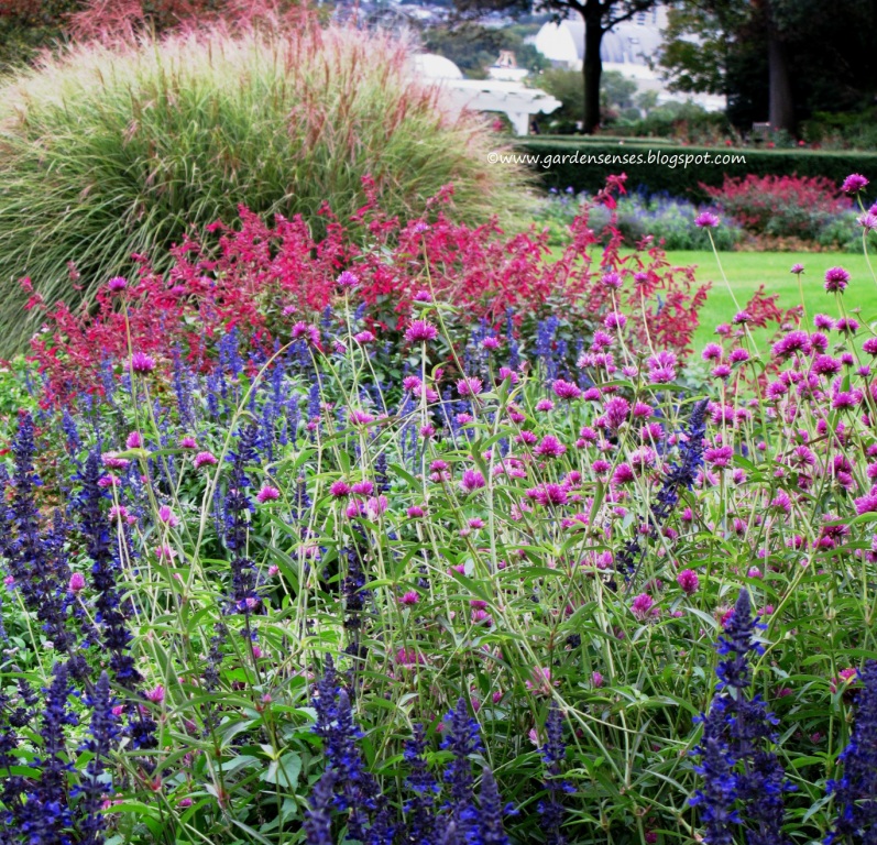 Garden Sense: Stunning Salvias at Hershey Gardens