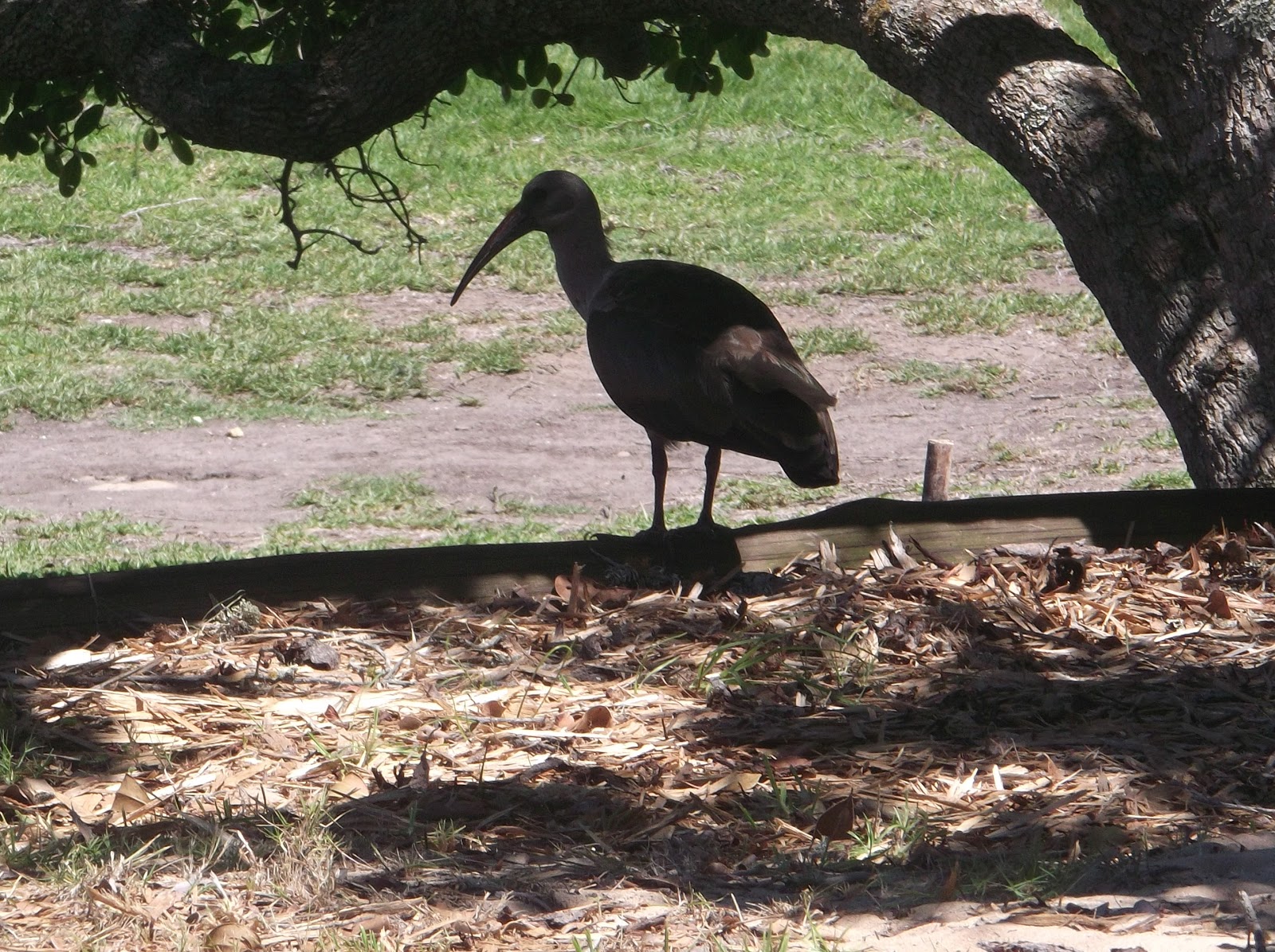Travels in Africa: Creatures of Africa