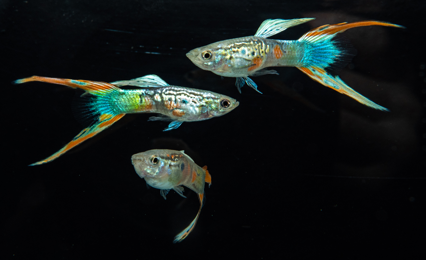 Guppy Show in Vienna Trios and Pairs 2019 - Ralfs-Guppy-Blog