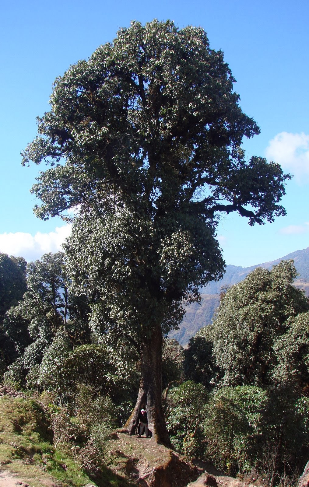 Giant Trees From Around The World: Oak Trees
