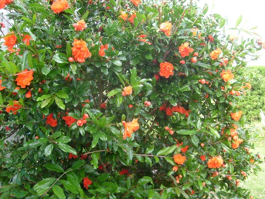 Ma Planète Jardin: Le grenadier, un petit arbre à la floraison flamboyante