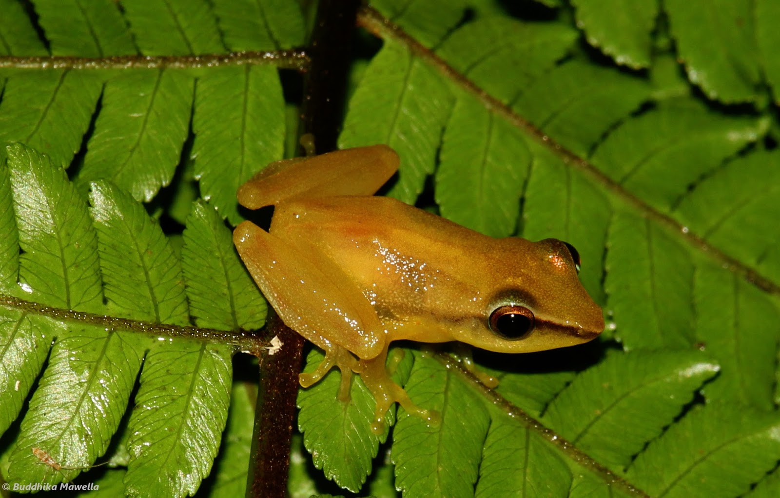 Lanka Nature Summary: Sri Lanka Petite Shrub-frog (Pseudophilautus tanu)
