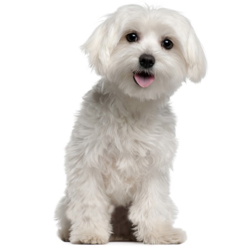 idog - gr: ΡΑΤΣΑ ΜΑΛΤΕΖ