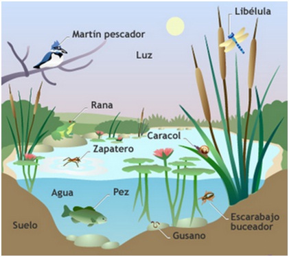 La cucala educativa: La vida en una charca