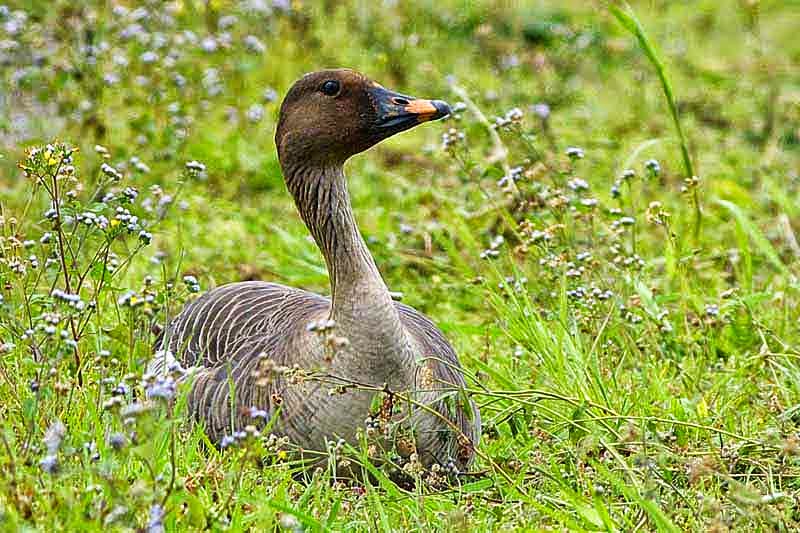 Ryukyu Life: Tundra Bean Goose (Anser serrirostris) Visiting Okinawa