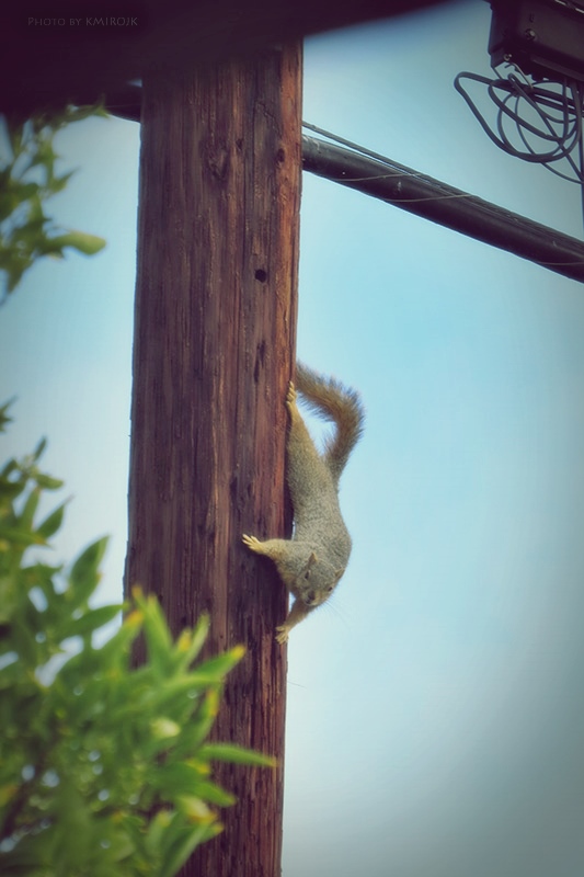 KMIRO GALLERY: Spider-Squirrel