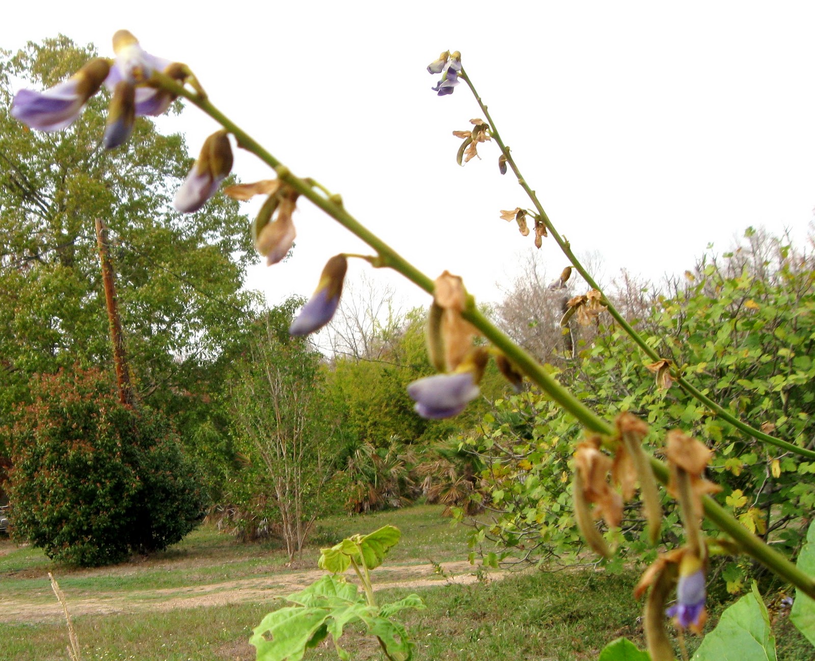 Hummer's Delight: Jicama, Pachyrhizus erosus