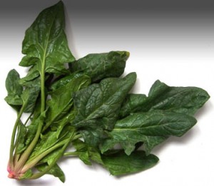 Jendela Hewan: Teknik Budidaya Petsai